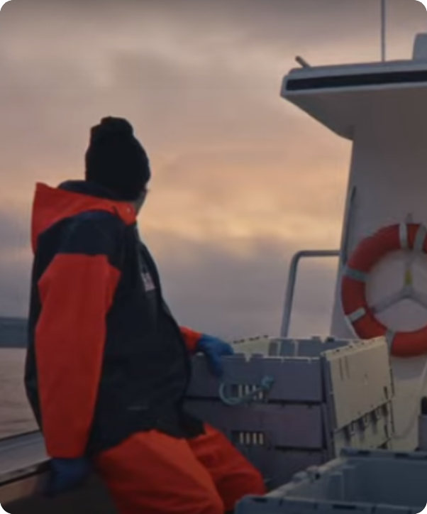 Premier arrivage de homard du Québec | Metro