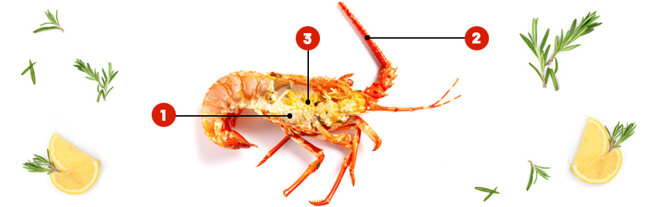 Homard du Québec - Pêche au homard | Metro